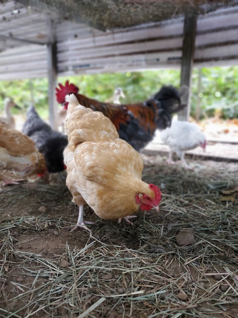 How to Feed Chickens Corn and Scratch Grains - Backyard Poultry